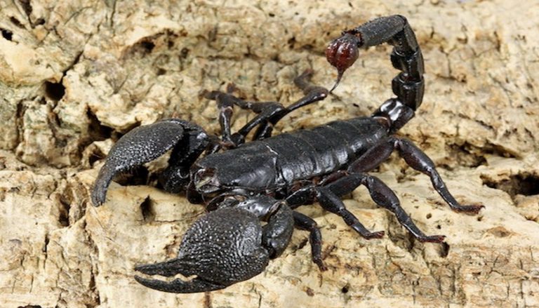 Manfaat hewan berbisa berdasarkan penelitian, apa saja?