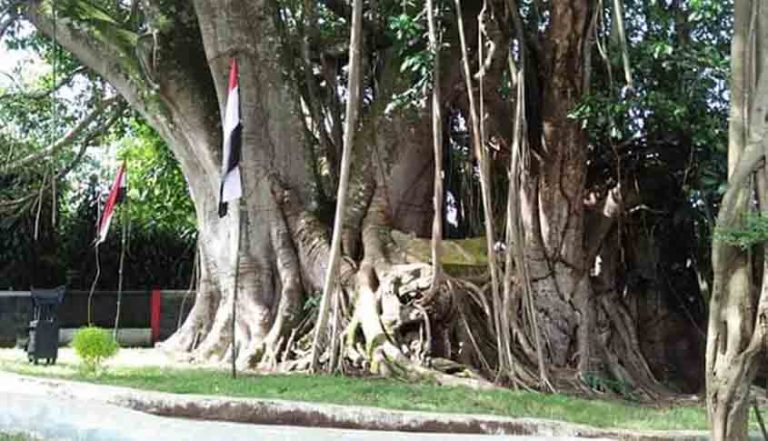 UNIK..!!! Kuburan di Atas Pohon, Cuma Ada di Samosir